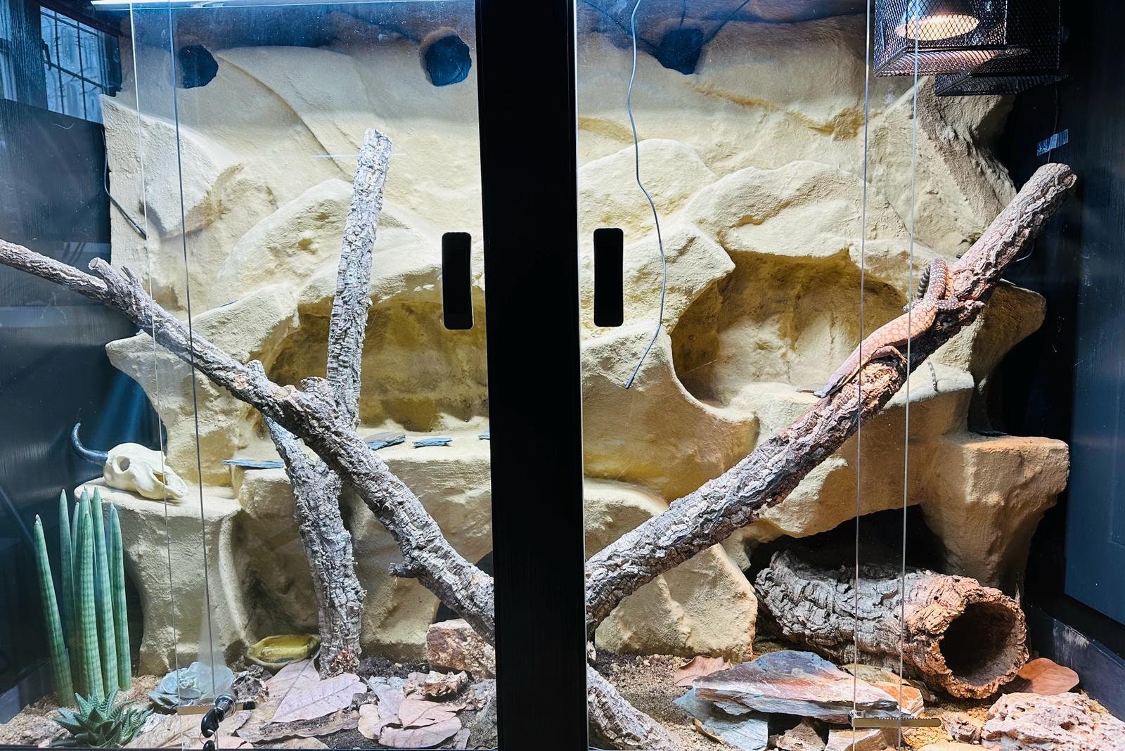 Custom Reptile Backgrounds, 3D, Natural, Any Size, Perfect for Bearded ...