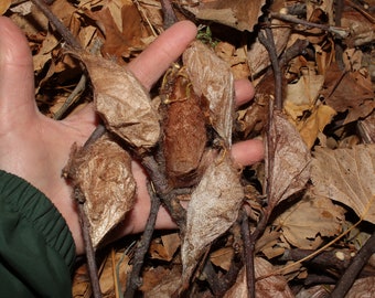 Live Moth Cocoons - Etsy