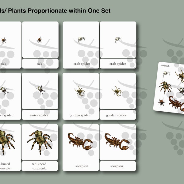 Child Nomenclature Cards - Etsy