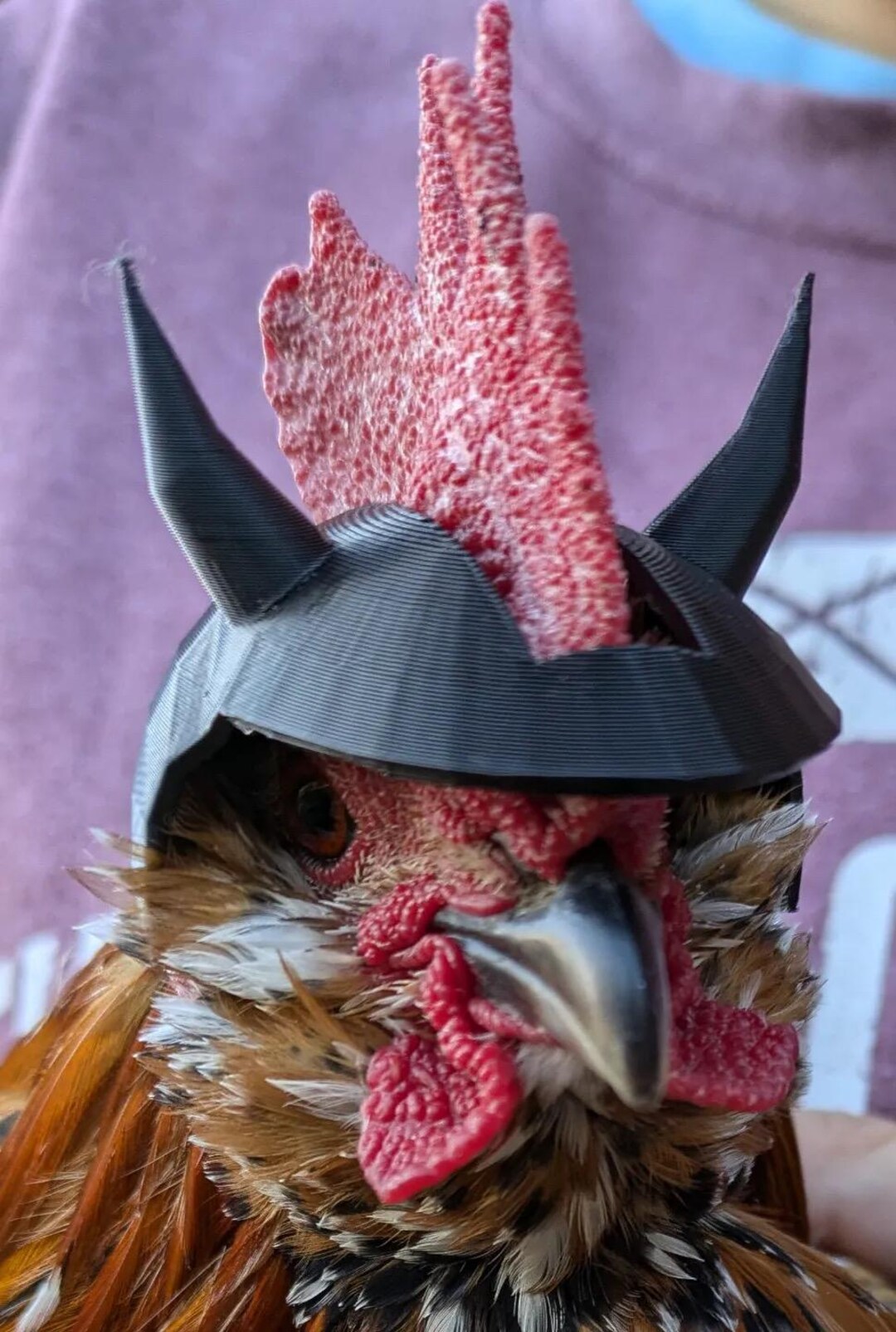 Chicken Helmet - Chicken Coope Accessories - Homestead Farming - Cat ...