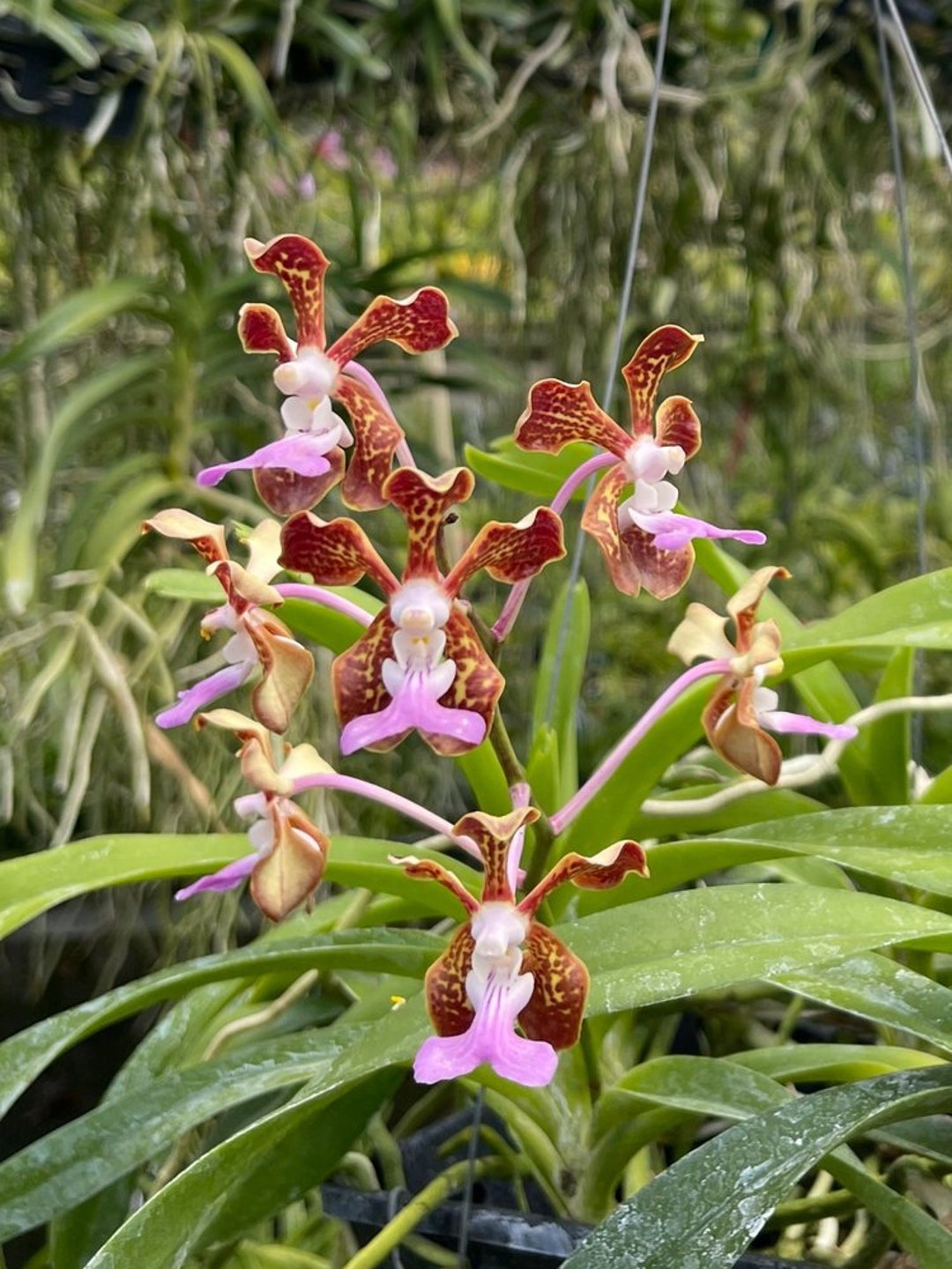 Vanda Motes Multiverse vanda Philippe Christophe X Vanda Insignis 2678 ...