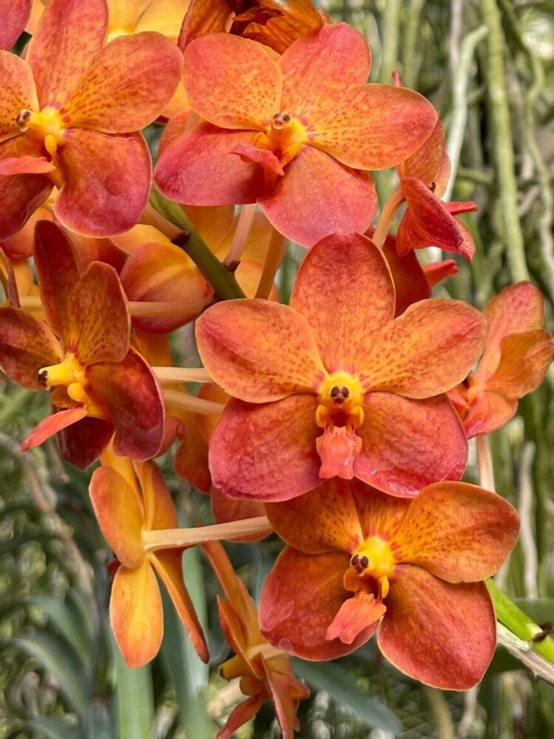 Vanda Fulford's Gold 'mary Motes' AM/AOS (2819) - Etsy