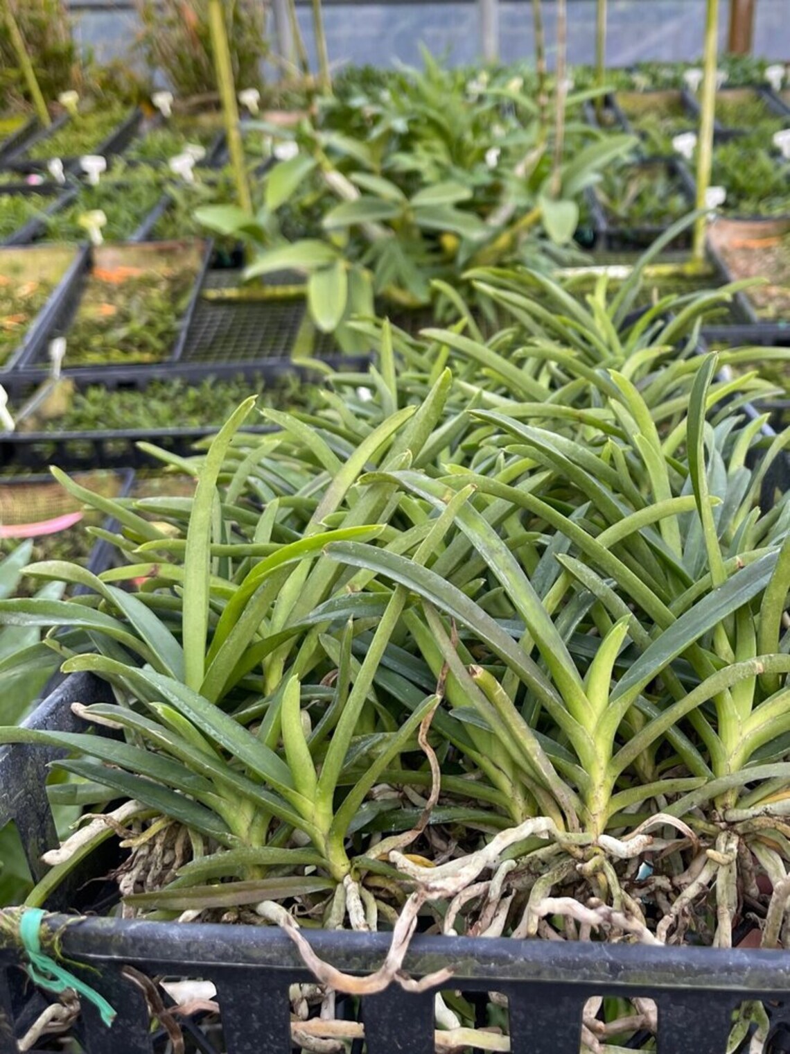 Vanda Fulford's Gold 'mary Motes' AM/AOS (2819) - Etsy