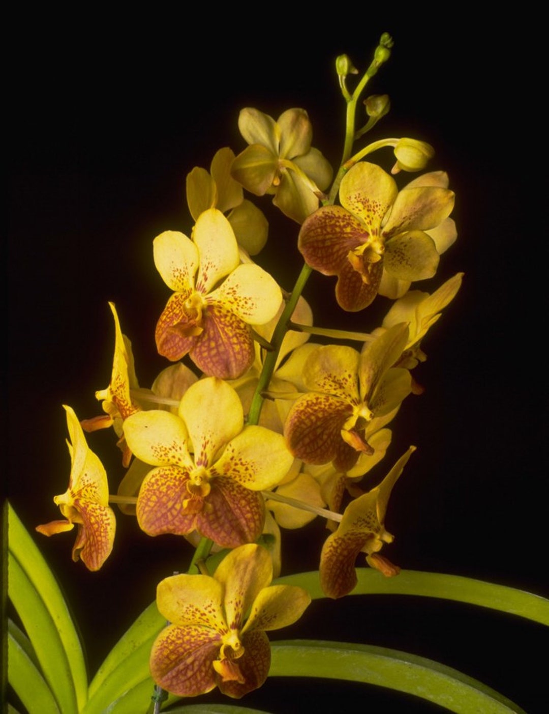 V. Motes Burning Sands ‘mary Motes’ AM/AOS (2821) - Etsy