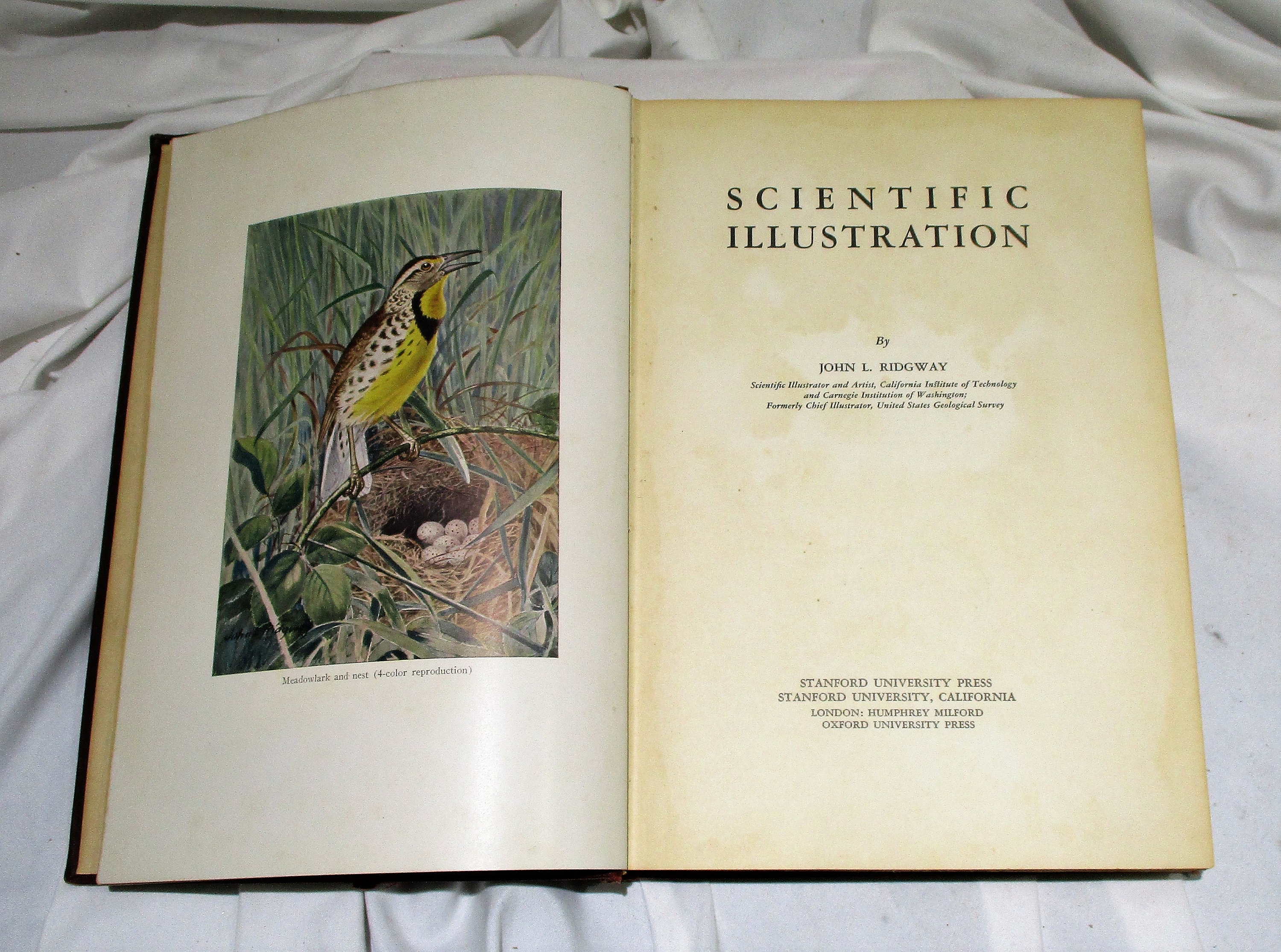 1938 Scientific Illustration Old Drawing Lettering Fonts - Etsy