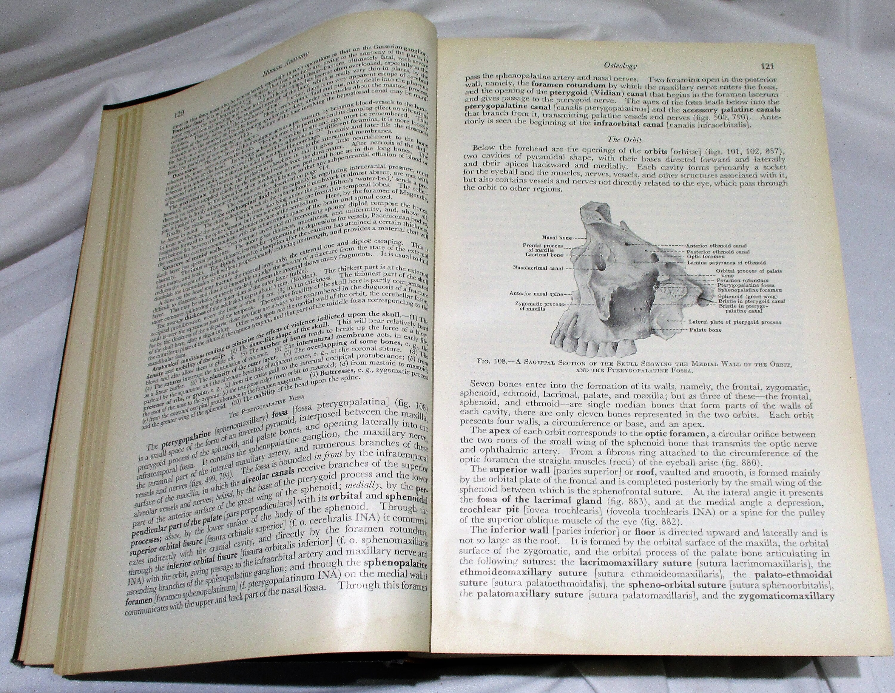 1942 Morris Human Anatomy, Classic Anatomy, Dissection, Physiology ...