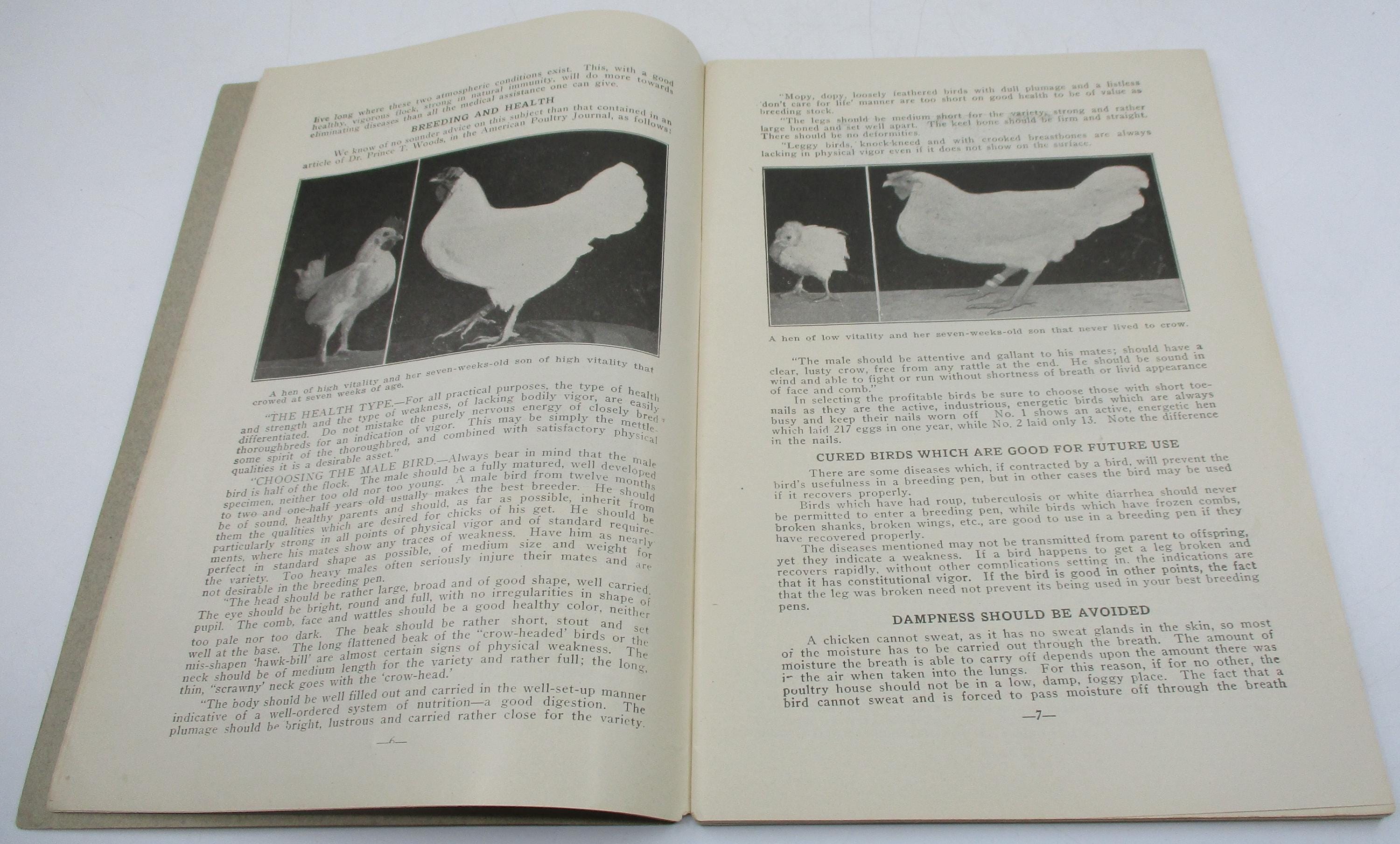 1919 Poultry Diseases, American Poultry School, Chicken Handbook ...