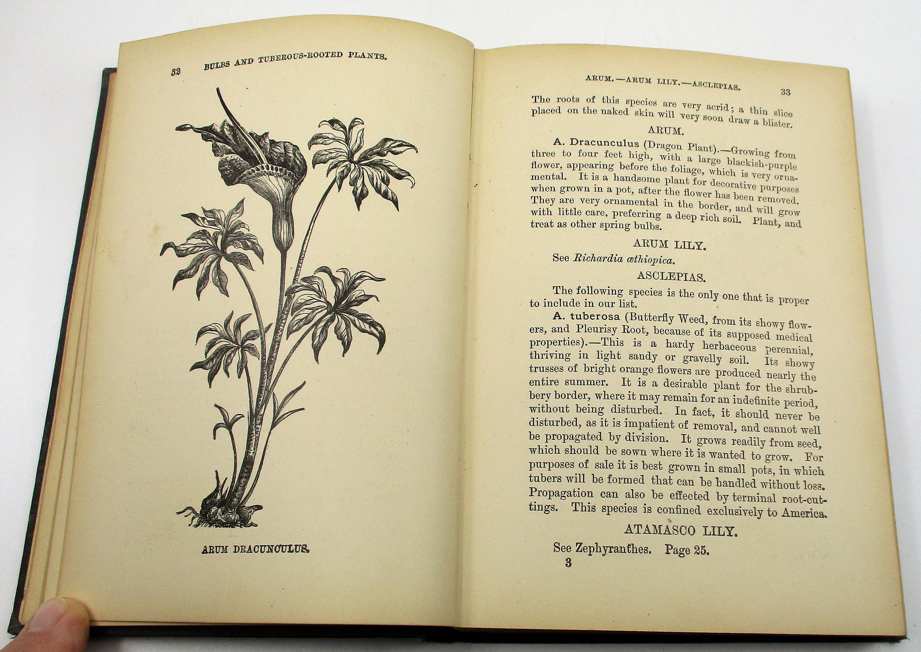 1925 Bulbs and Tuberous-rooted Plants: Antique Horticulture and ...