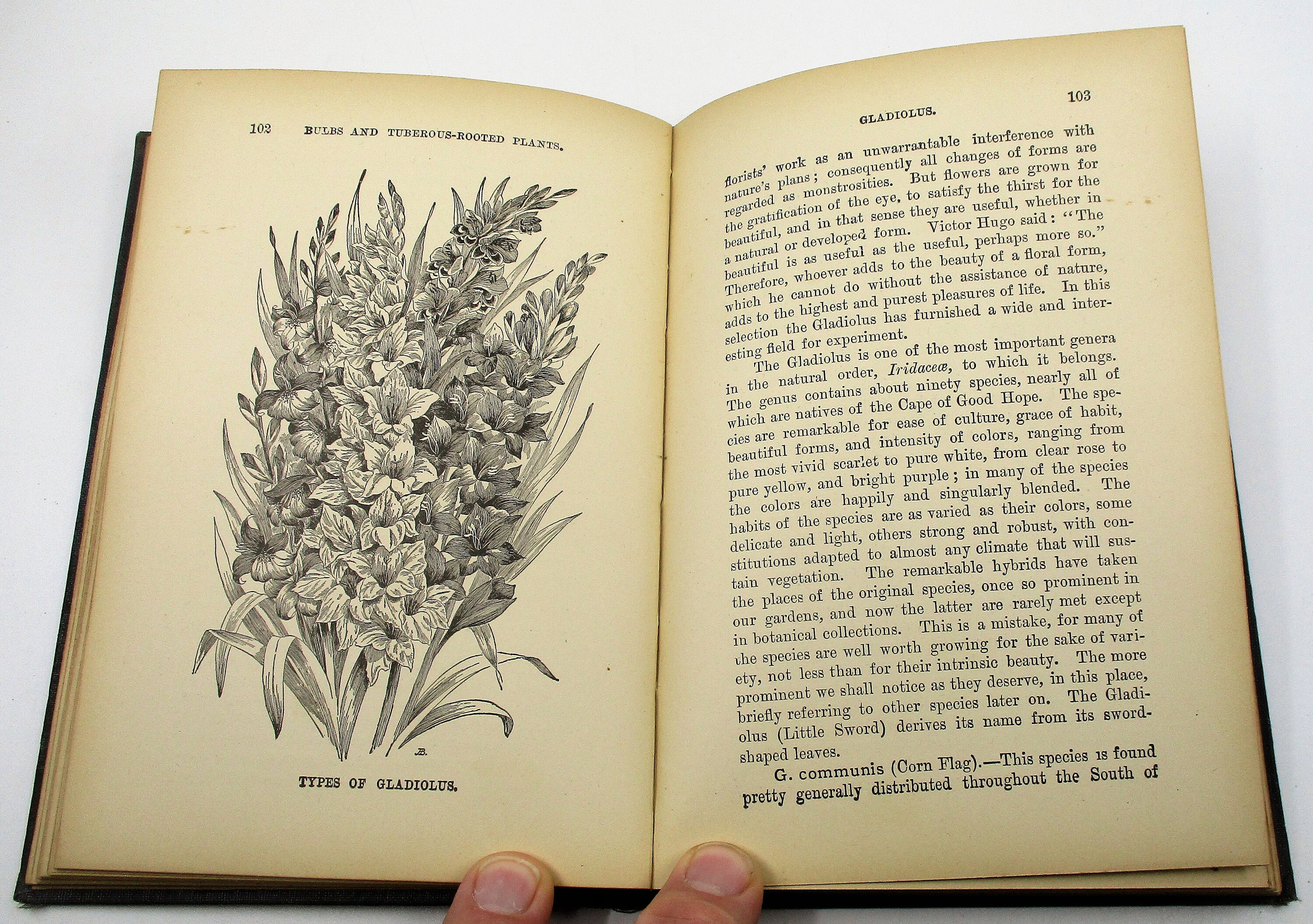 1925 Bulbs and Tuberous-rooted Plants: Antique Horticulture and ...