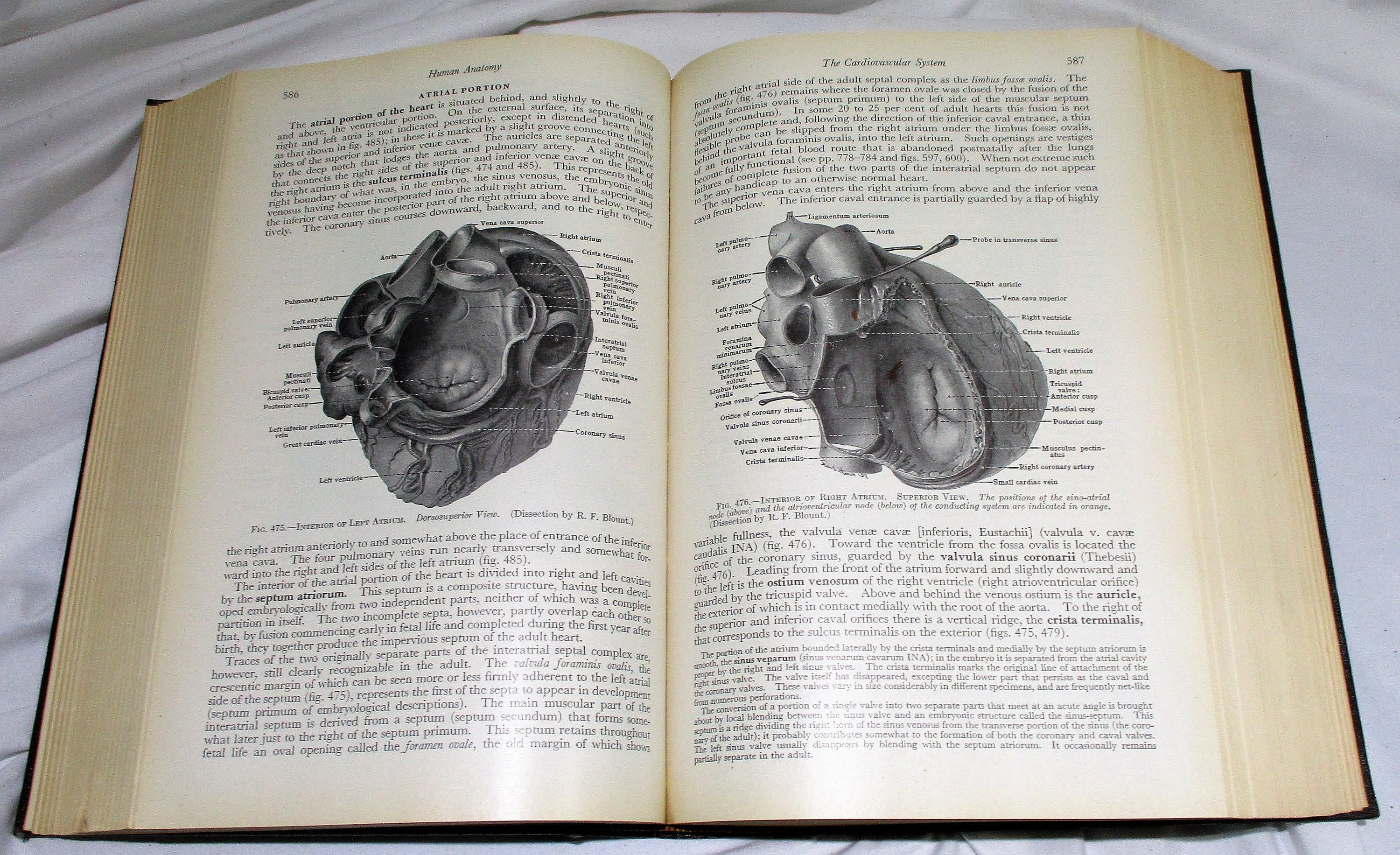 1942 Morris Human Anatomy, Classic Anatomy, Dissection, Physiology ...