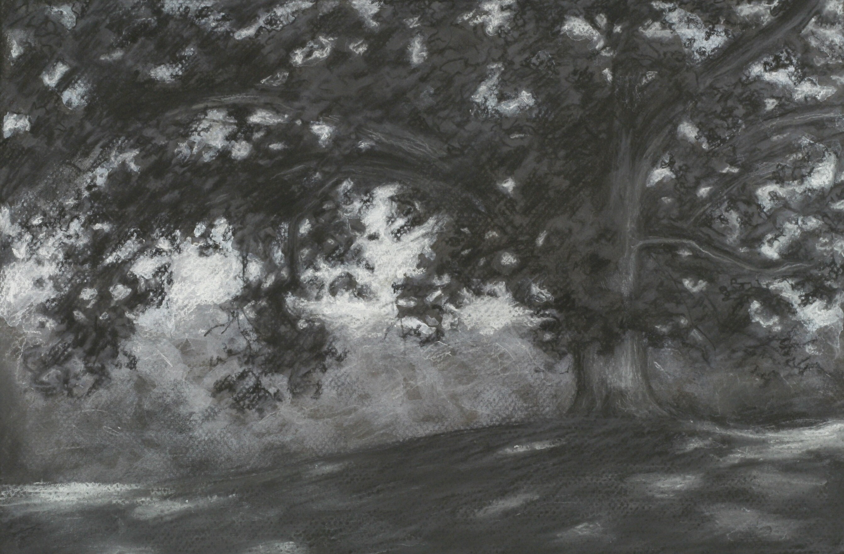 Charcoal Drawing Landscape Trees