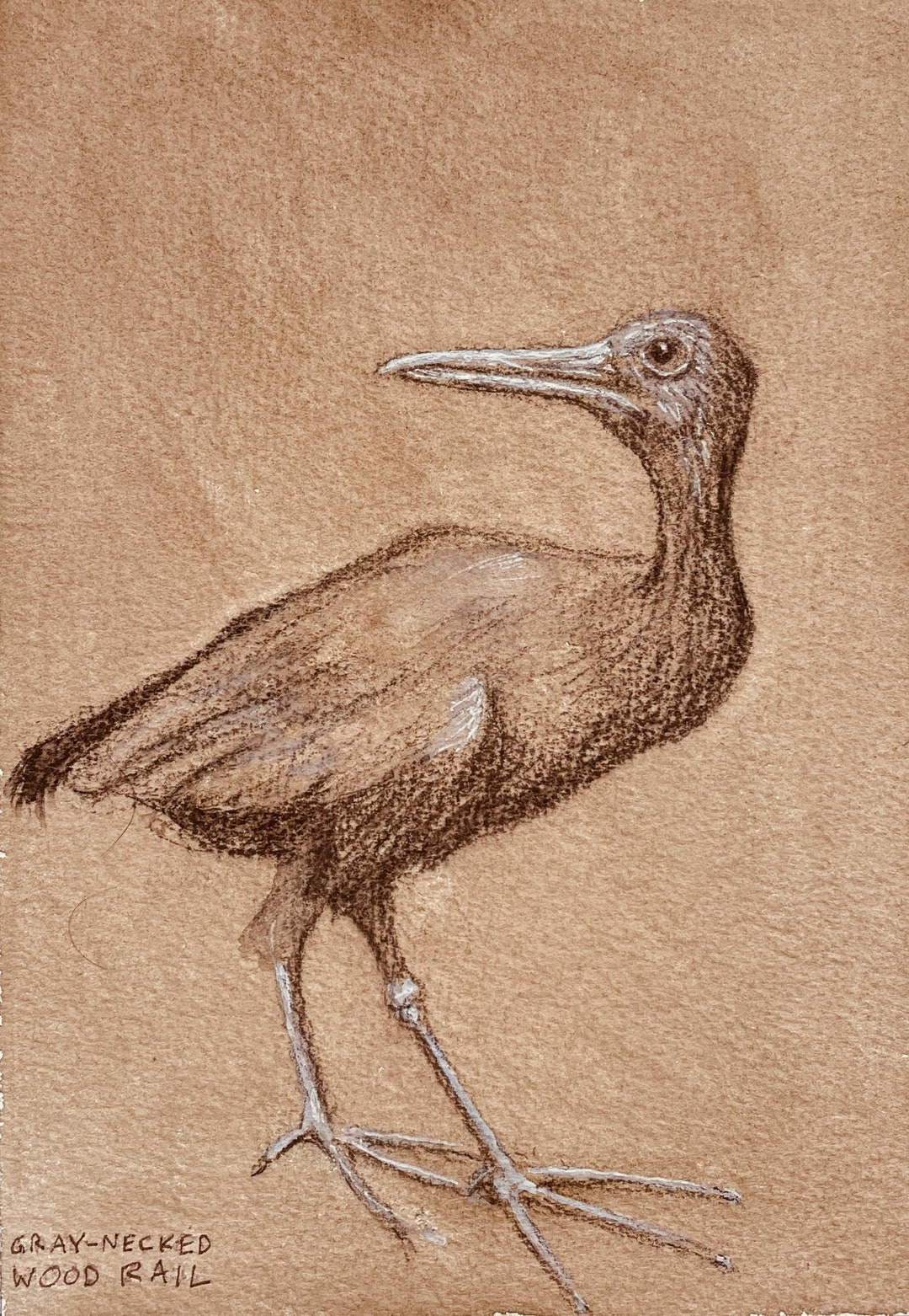 Gray-necked Rail Bird Drawing Original Artwork - Etsy