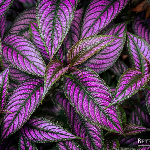 Purple Plant - Etsy