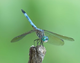Purple Skimmer Dragonfly Fine Art Print - Etsy