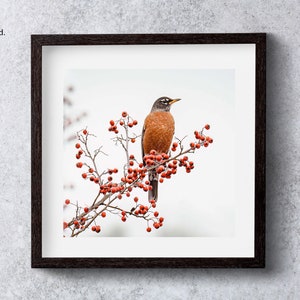 American Robin Fine Art Print, Bird Photography, Winter Berries - Etsy