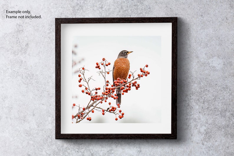 American Robin Fine Art Print, Bird Photography, Winter Berries - Etsy