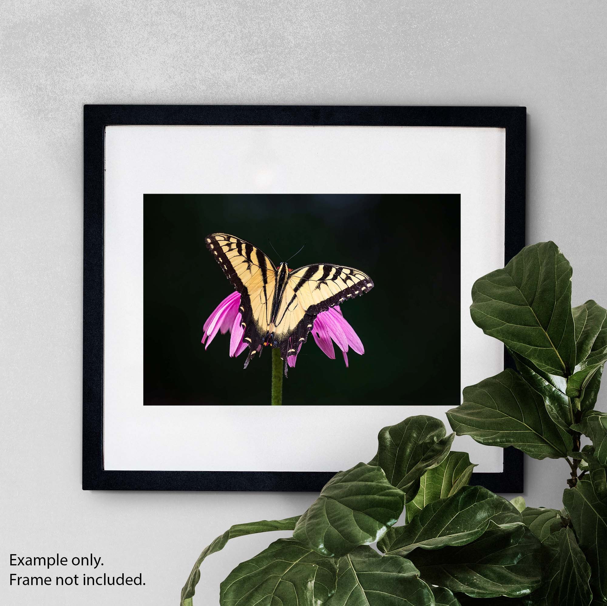 Eastern Tiger Swallowtail Print, Yellow Butterfly, Purple Coneflower ...