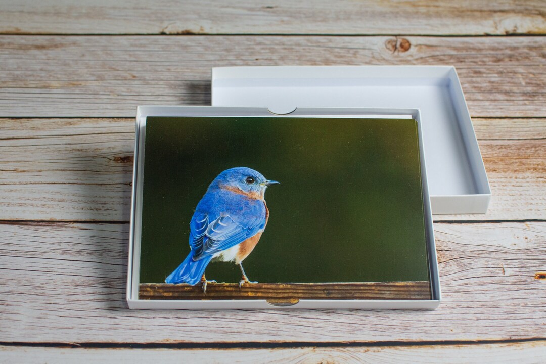 Boxed Set of 5 Bluebird Greeting Cards With Envelopes, Blank Notecards ...