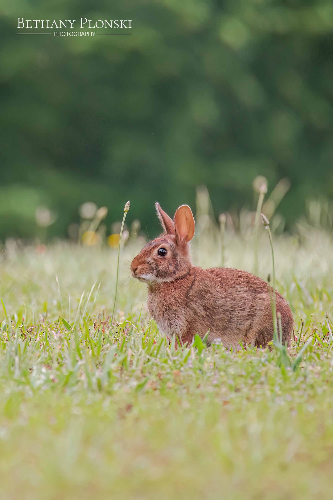 Eastern Cottontail Rabbit Print, Cute Bunny, Wildlife Nature ...