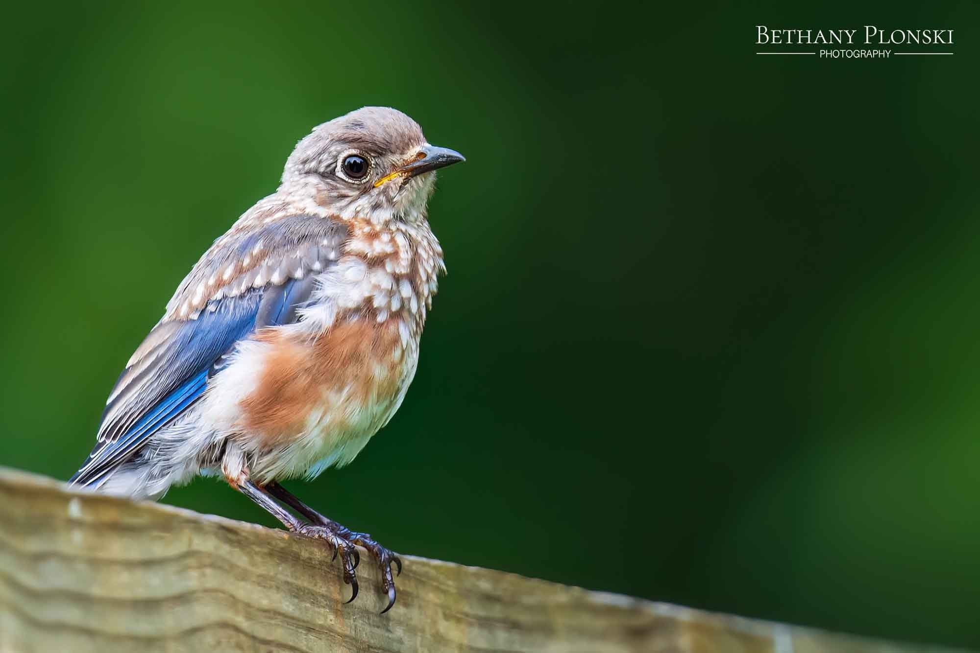 Juvenile Bluebird