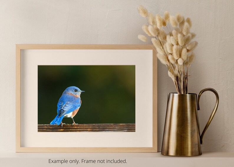 Eastern Bluebird Portrait, Bird Photography, Bird Lover Wall Art - Etsy