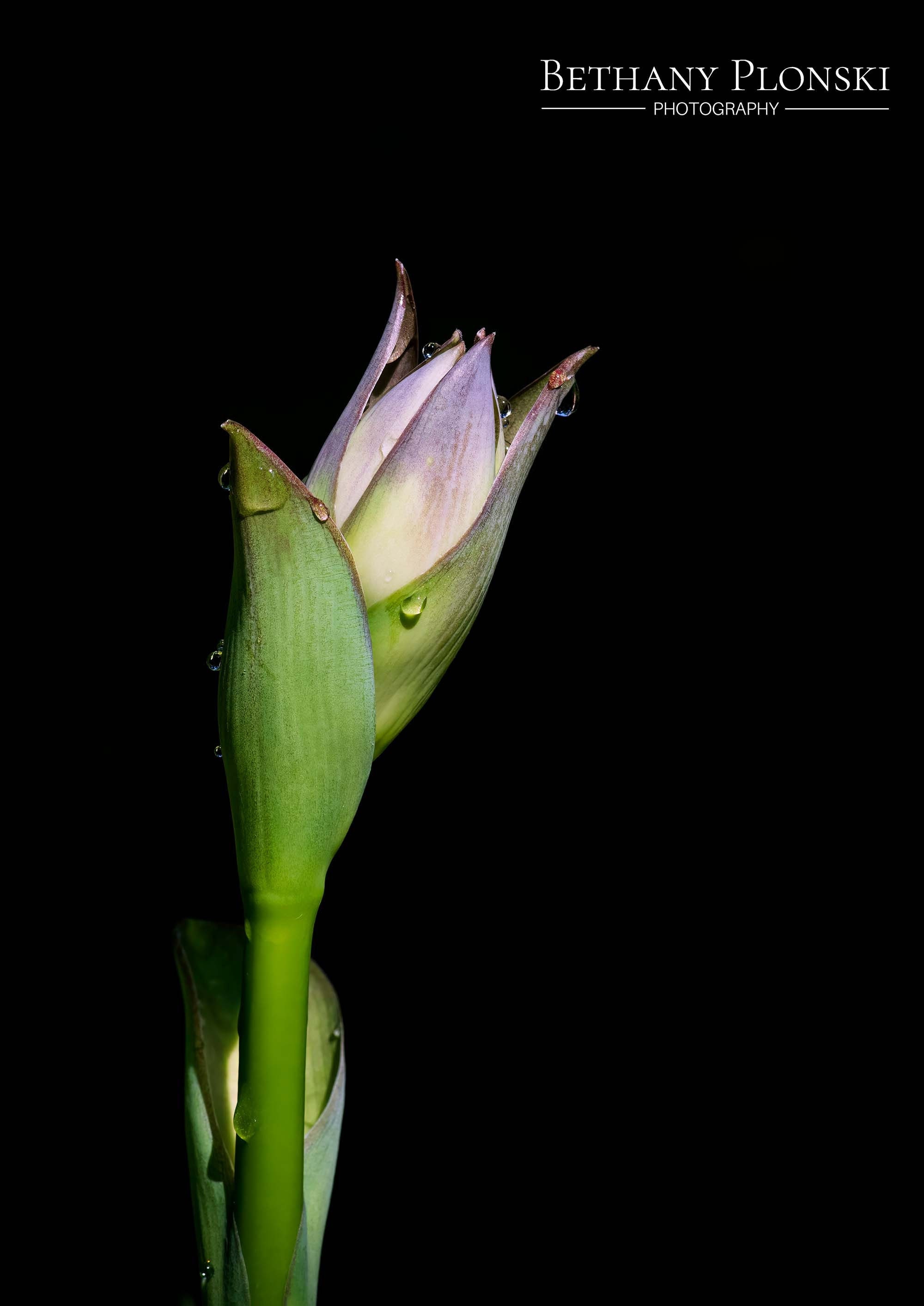 Budding Flower Print, Floral Wall Art, Flower Photography, Wall Art ...