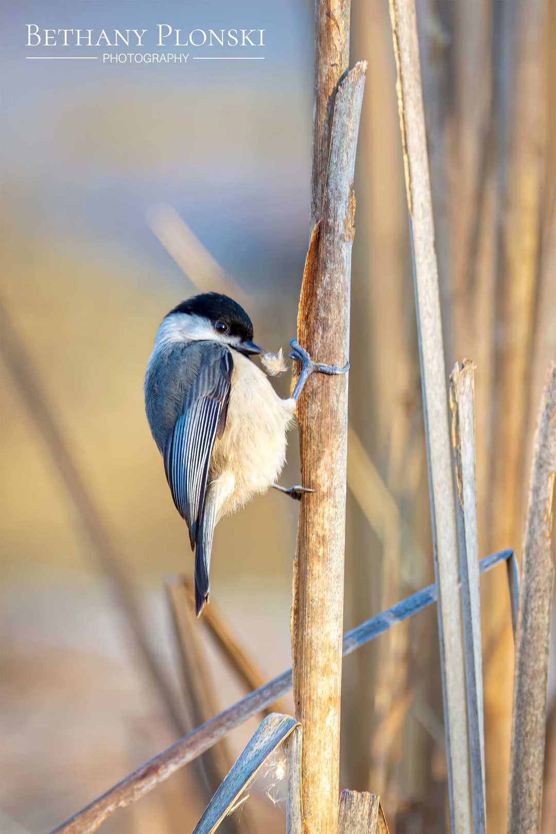Chickadee in the Cattails, Bird Photography, Carolina Chickadee Photo ...