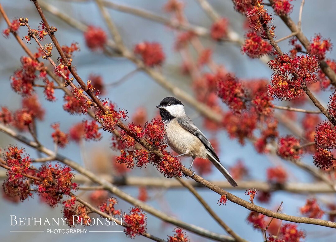 Spring Chickadee Photo, Bird Photography, Carolina Chickadee, Nature ...
