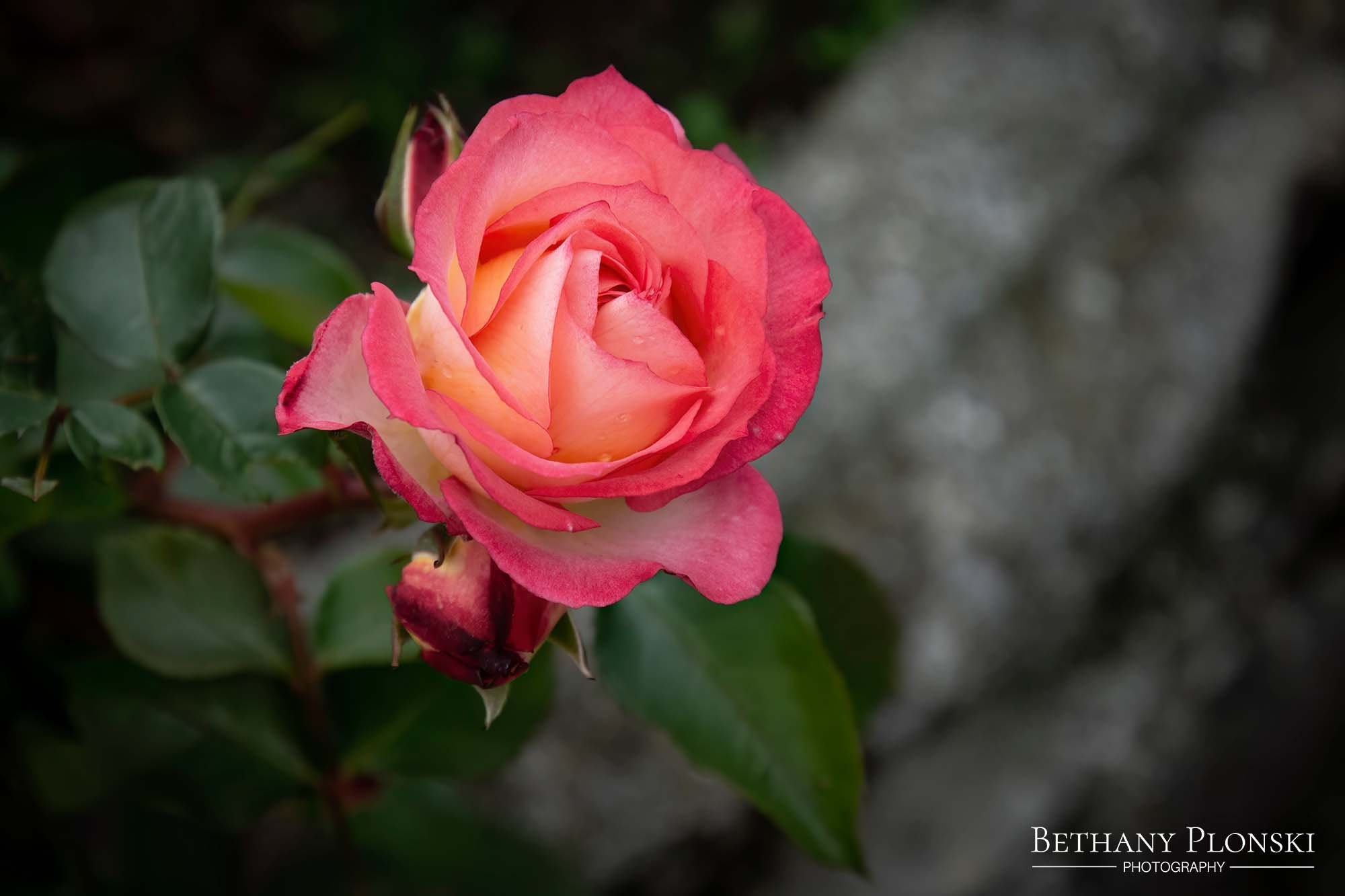 Italian Rose Print, Dramatic Rose, Pink Flower, Flower Photography ...