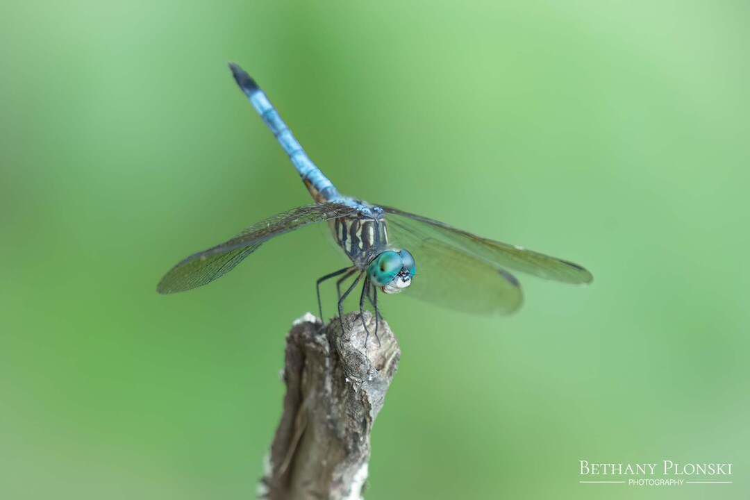 Blue Dasher Dragonfly Macro Photography Print, Insect Wall Art - Etsy