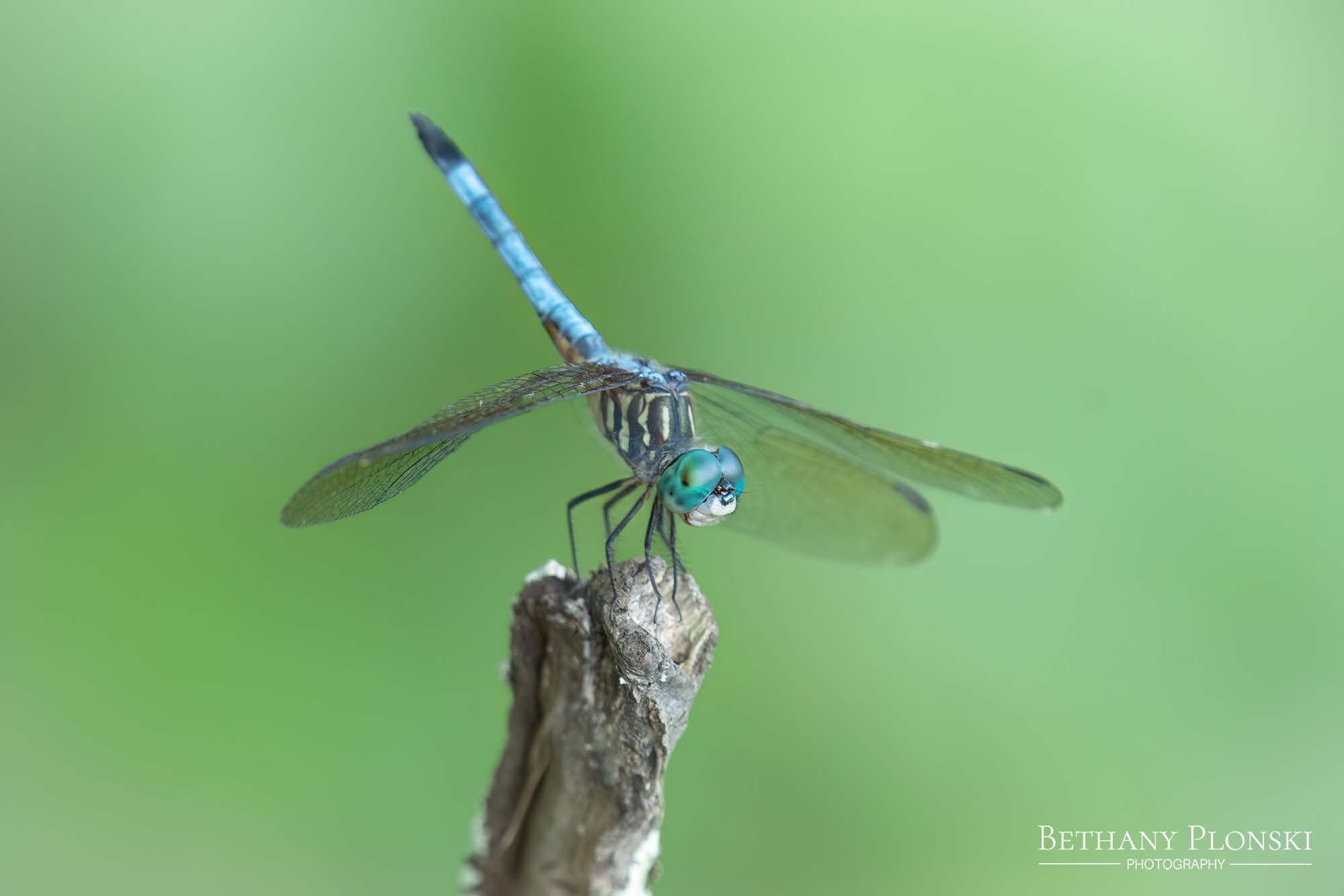 Blue Dasher Dragonfly, Macro Photography, Dragonfly Art, Insect Art ...
