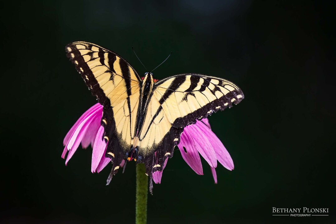 Eastern Tiger Swallowtail Print, Yellow Butterfly, Purple Coneflower ...