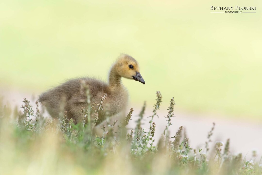 Spring Gosling Photograph, Baby Goose Nursery Art - Etsy