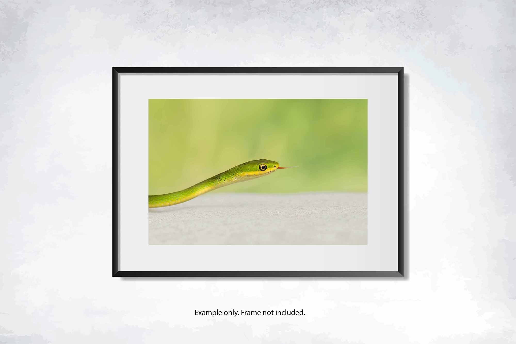 Rough Green Snake Portrait: Wildlife Photography Print - Etsy