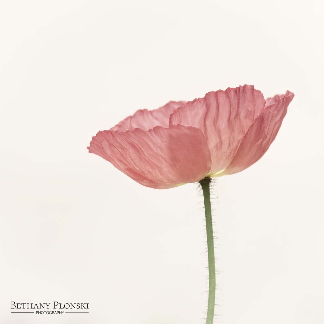 Pink Poppy Print, Pink Flower Print, Floral Wall Art, Square Photo ...