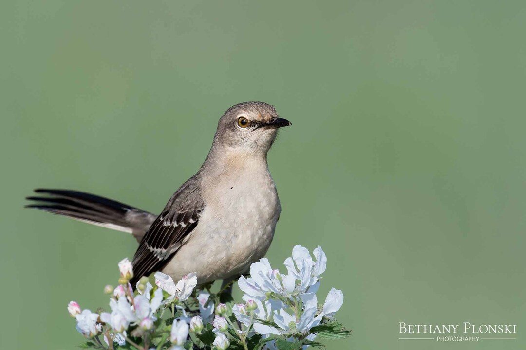 Mockingbird Print, Northern Mockingbird, Spring Bird Photo, Nature ...