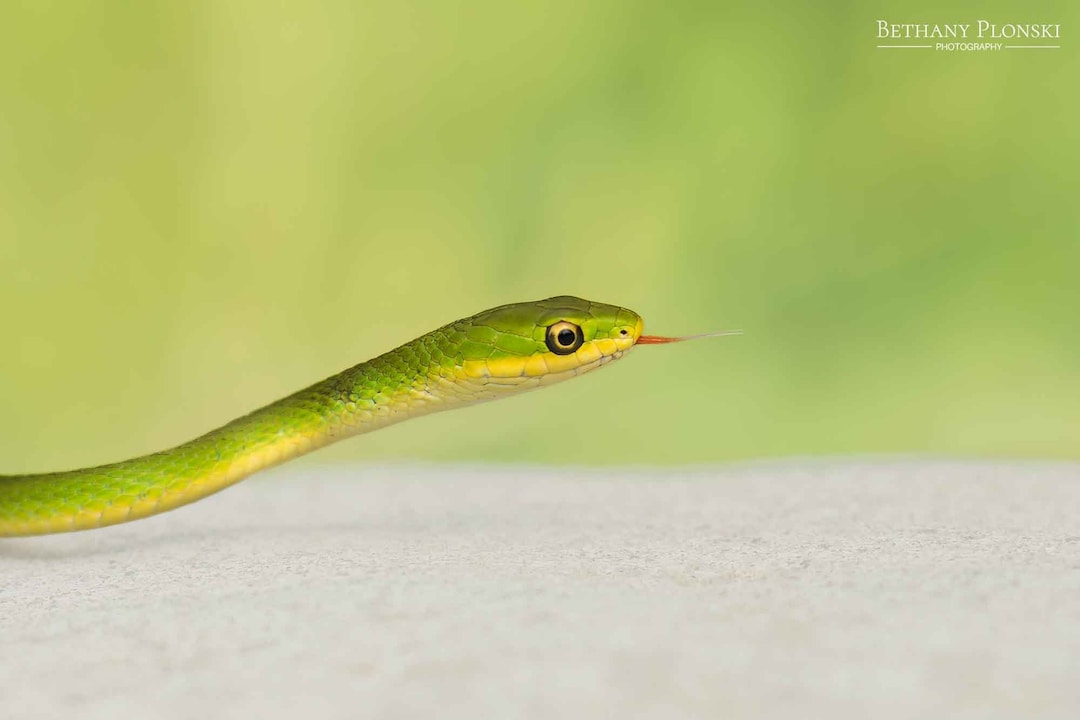 Green Snake Print, Little Green Snake, Rough Green Snake, Snake Photo ...