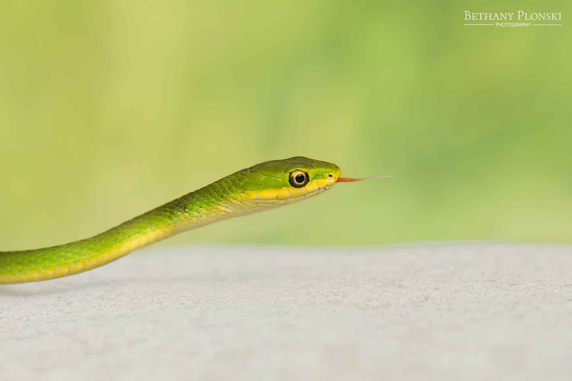 Green Snake Print, Little Green Snake, Rough Green Snake, Snake Photo ...