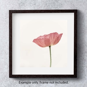 Pink Poppy Print, Pink Flower Print, Floral Wall Art, Square Photo ...