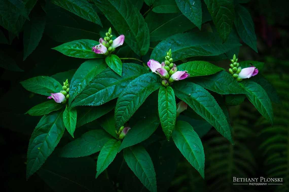 Pink Flower Print, Turtlehead Flower, Flower Photography, Floral Art, Home Decor, Botanical Art ...