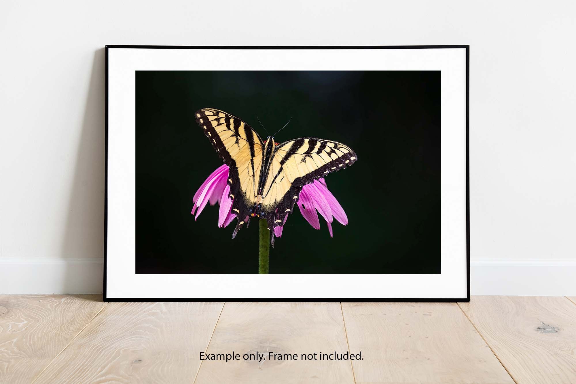 Eastern Tiger Swallowtail Print, Yellow Butterfly, Purple Coneflower ...