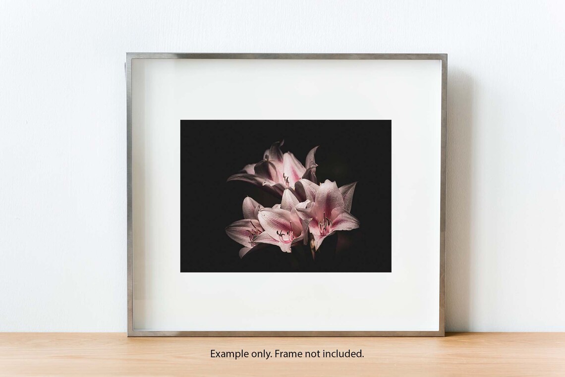 Low-key Lilies Print, Pink Flowers, Aesthetic Floral Art, Flower Photo ...
