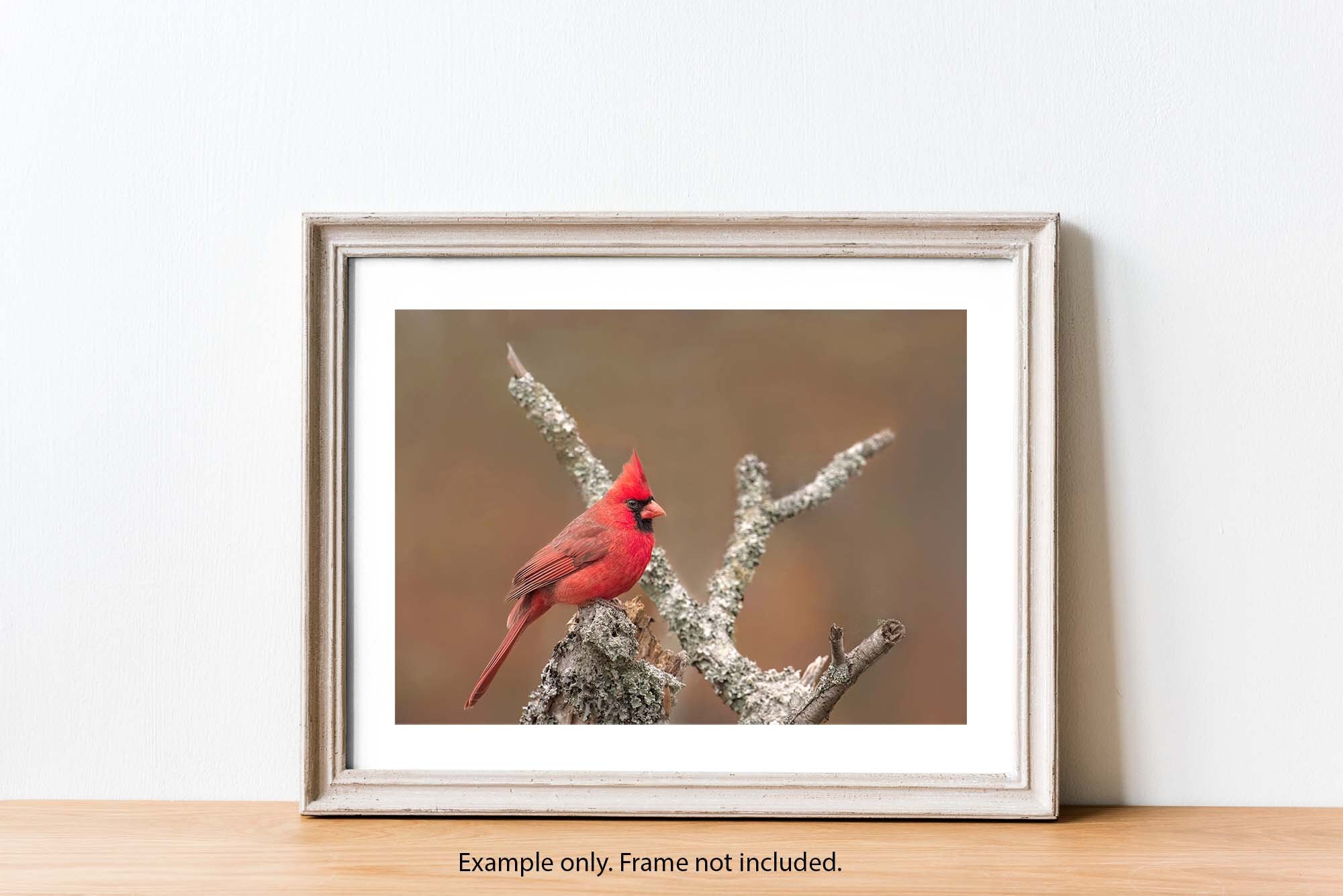 Fall Cardinal, Bird Photography, Nature Photo, Bird Lover Gift, Male ...