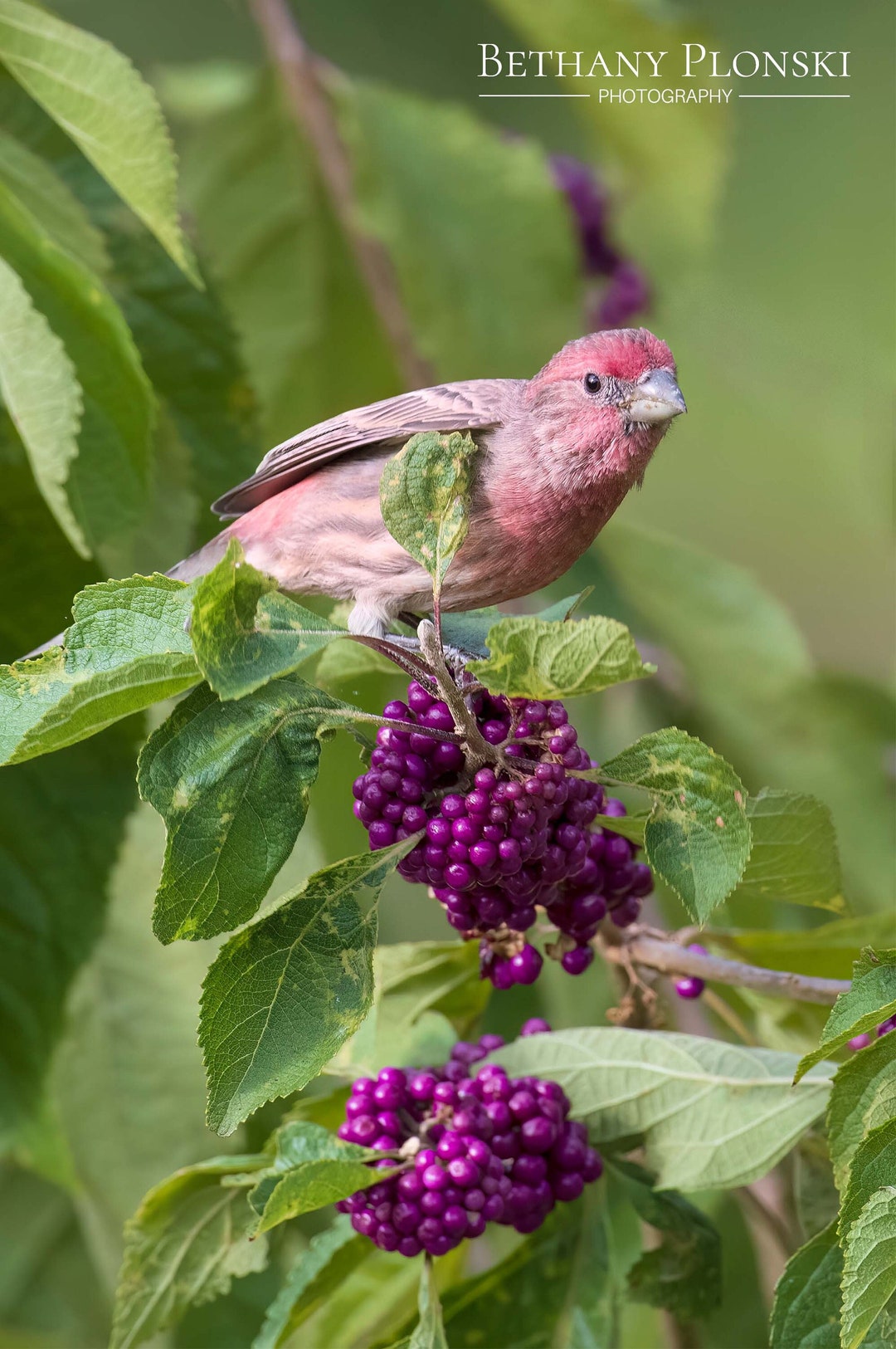 Bird and Berry Print, House Finch Photo, Wildlife Photography, Bird ...