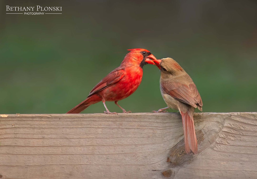 Cardinal Courtship: Kissing Cardinals Fine Art Photograph, Bird Lover ...