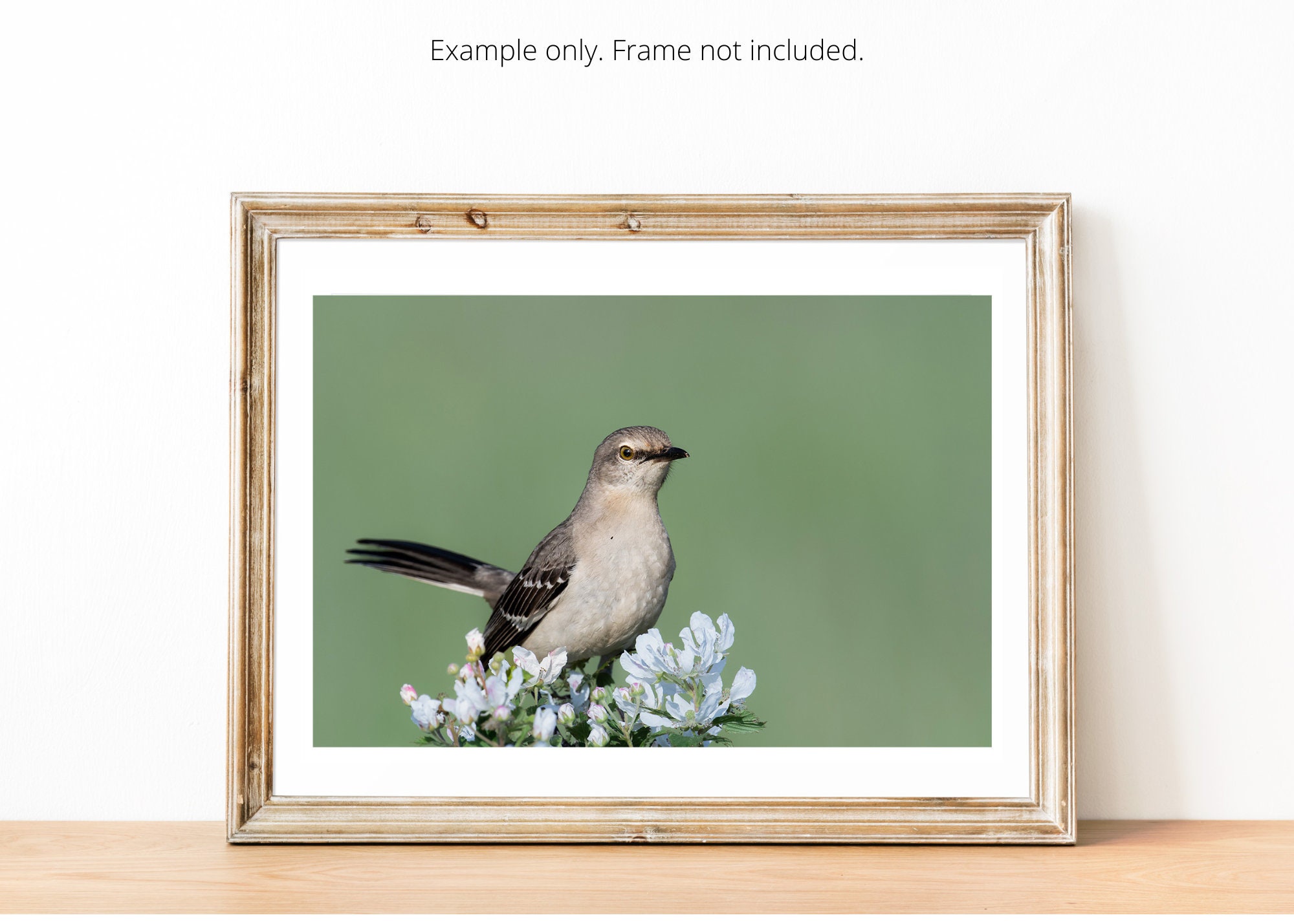 Mockingbird Print, Northern Mockingbird, Spring Bird Photo, Nature ...