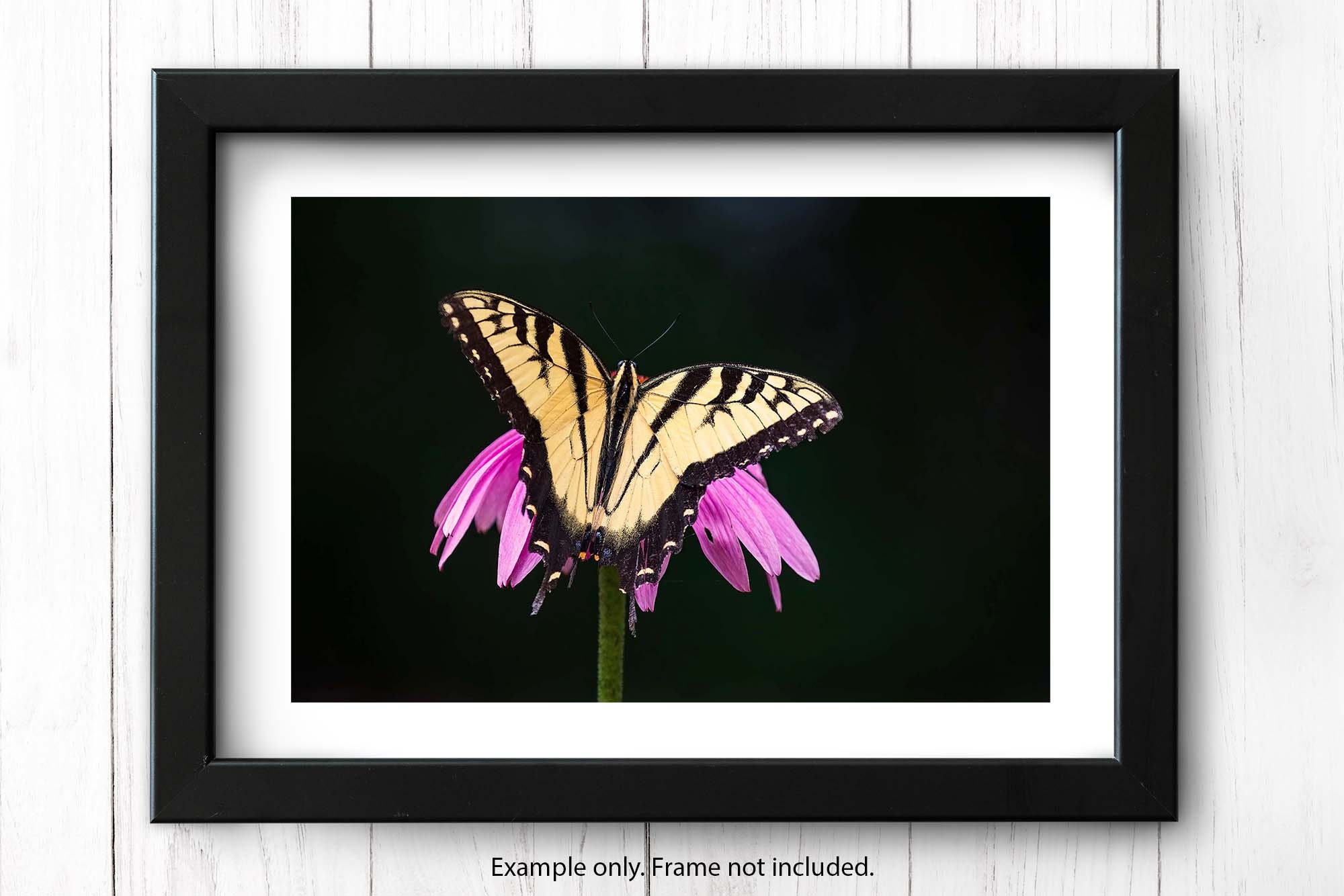 Eastern Tiger Swallowtail Print, Yellow Butterfly, Purple Coneflower ...