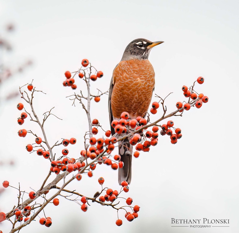 American Robin Fine Art Print, Bird Photography, Winter Berries - Etsy