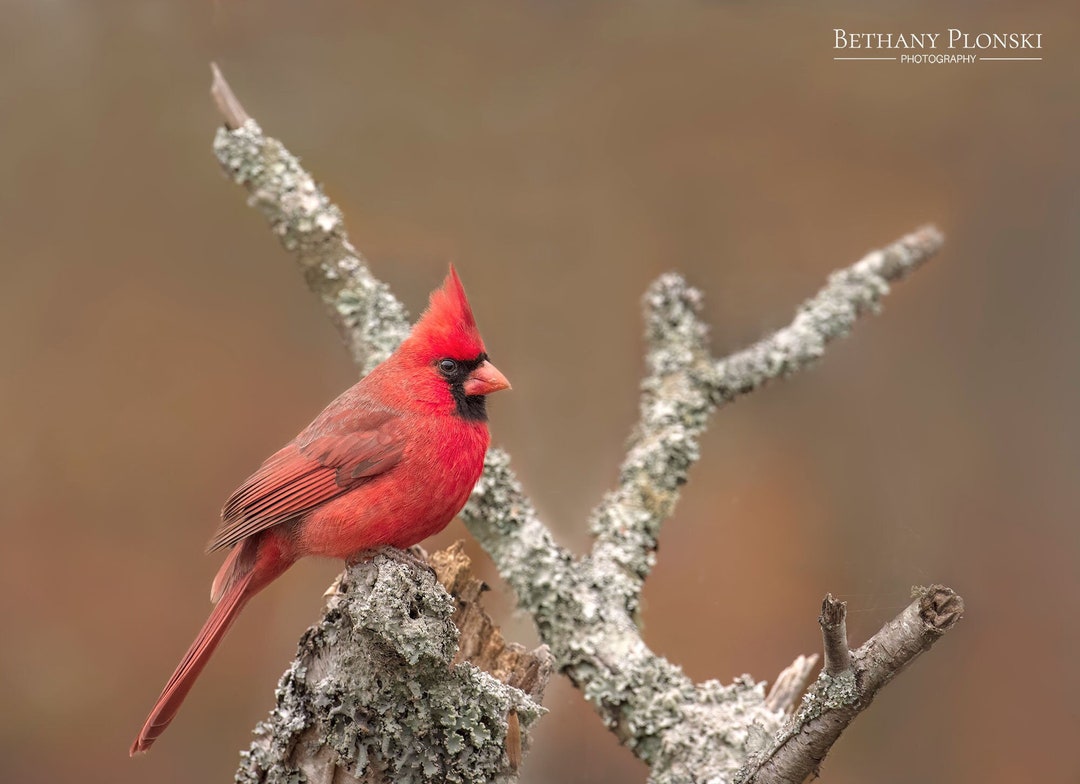 Fall Cardinal, Bird Photography, Nature Photo, Bird Lover Gift, Male ...