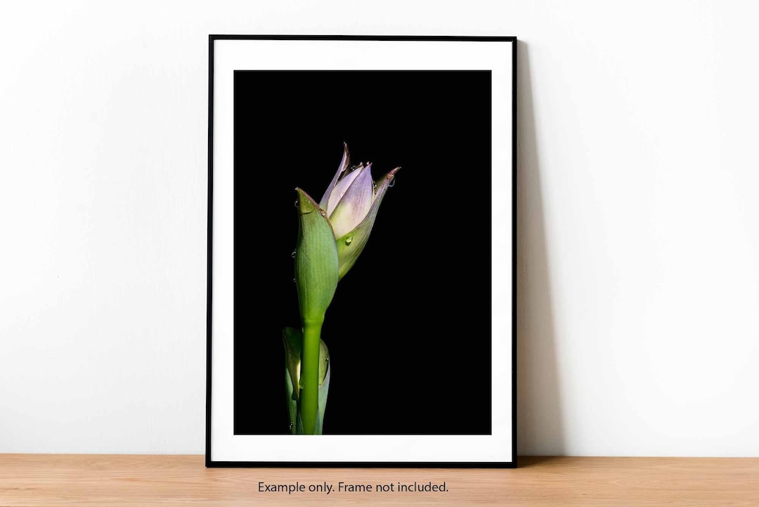 Budding Flower Print, Floral Wall Art, Flower Photography, Wall Art ...